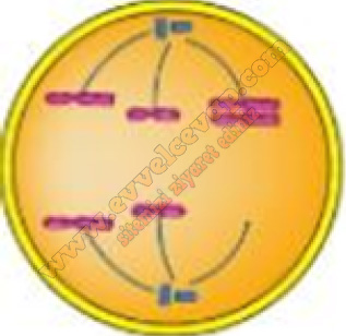 Mitoz bölünmenin anafaz evresinde anormallik yaşanan bir hayvan ...