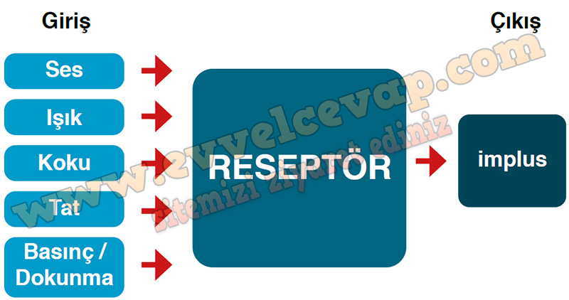 11. Sınıf Biyoloji Kavram Öğretimi Kitabı Cevapları Sayfa 50