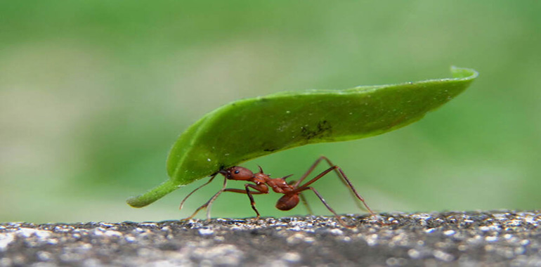 Karıncalar Kendi Ağırlıklarının Katlarca Fazlasını Nasıl Taşıyabiliyor?
