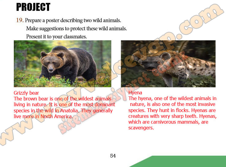 Prepare a poster describing two wild animals.