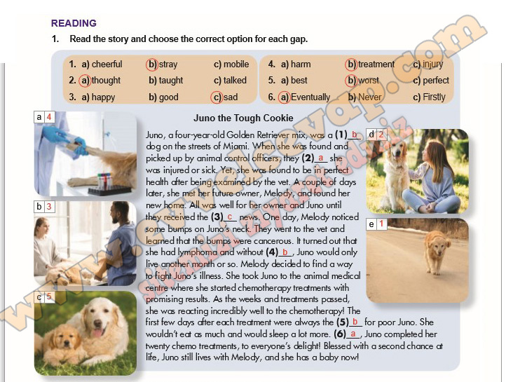 Read the story and choose the correct option for each gap.