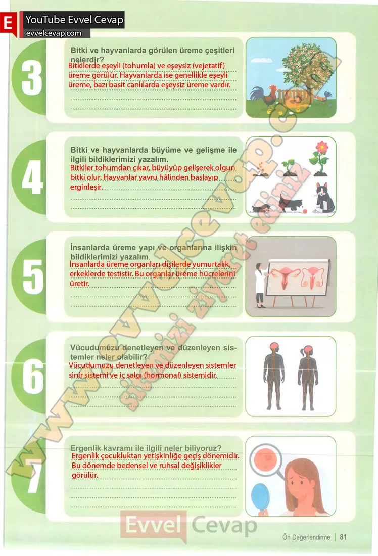 6. Sınıf Fen Bilimleri Ders Kitabı Cevapları Meb Yayınları (1. Kitap ...