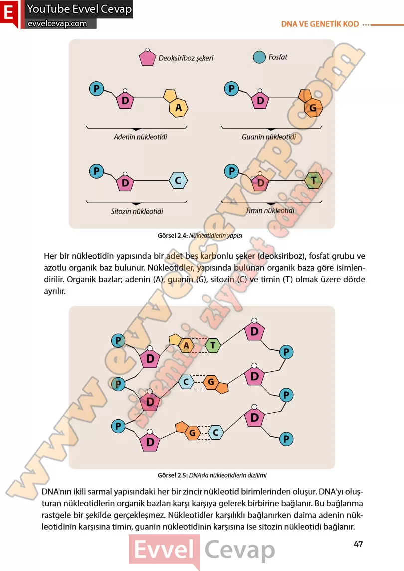 8. Sınıf Fen Bilimleri Ders Kitabı Cevapları Meb Yayınları Sayfa 45-46 ...